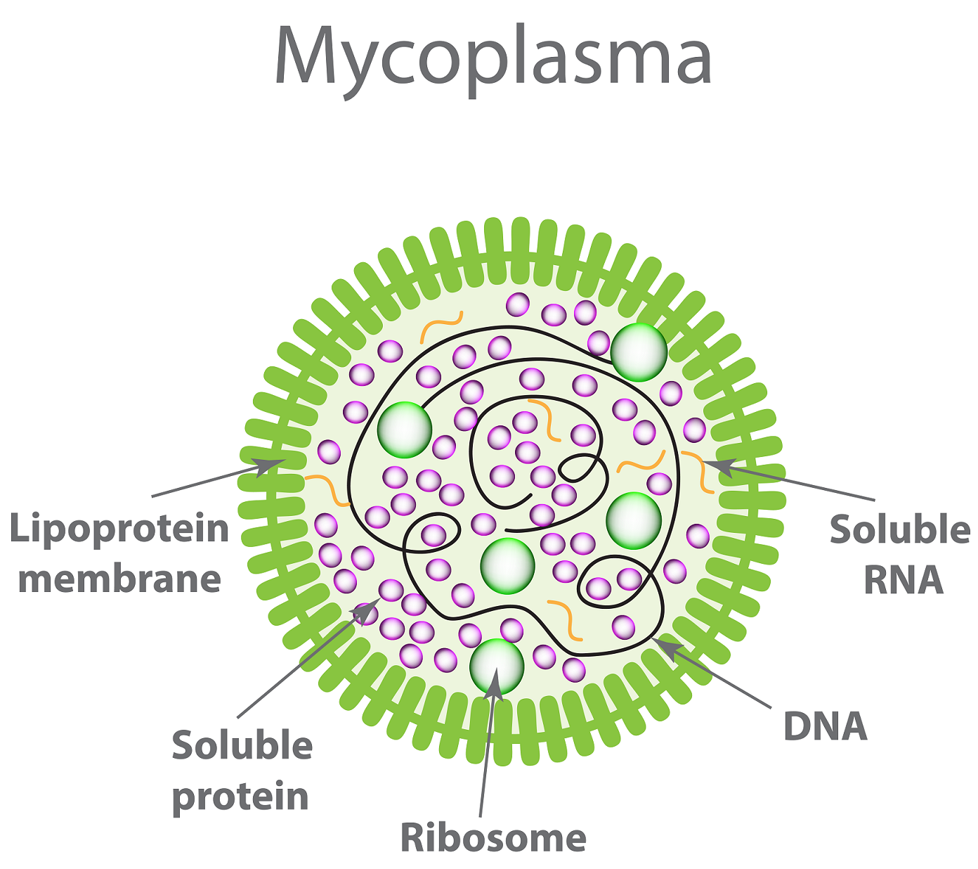 Why Test For Mycoplasma In My Cell Culture GoldBio Why Test For Mycoplasma In My Cell Culture GoldBio